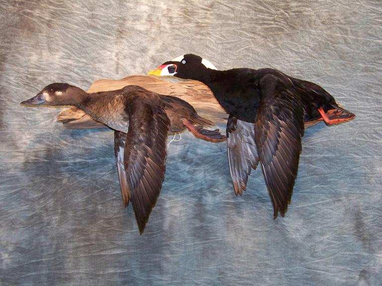Surf Scoter Mount