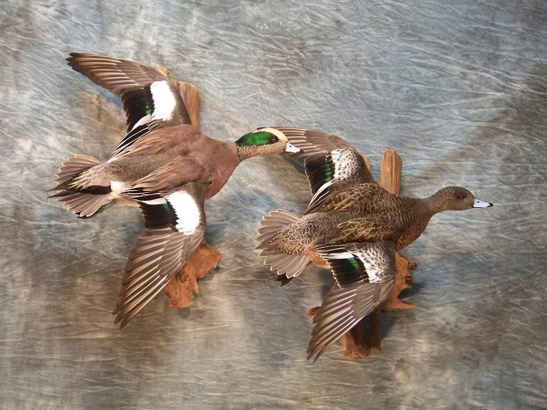 Hen Widgeon Mount